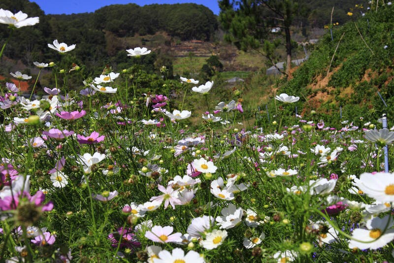 Cosmos Field in the Sunlight Stock Image - Image of pastel, fresh ...