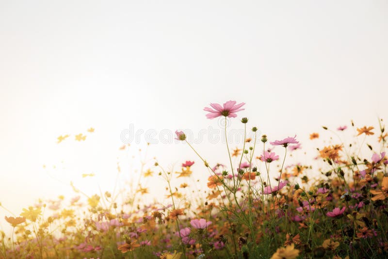 Cosmos in field at sunrise stock image. Image of cosmos - 195539967