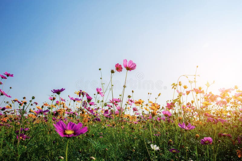 Cosmos on Field with Sunrise Stock Image - Image of meadow, environment ...