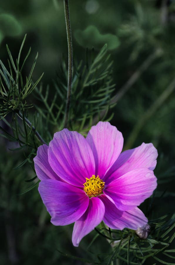 Garden Cosmos or Cosmos Bipinnatus or Mexican Aster Dark Red Flower ...