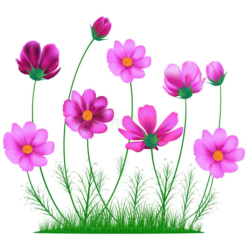 Cosmos flower stock vector. Illustration of beauty, summer - 24592664