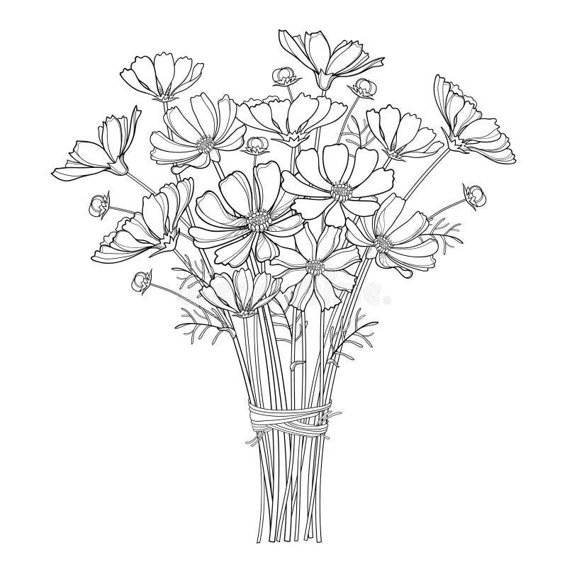 Bouquet of Outline Cosmos or Cosmea Flowers Bunch with Leaf in Black ...