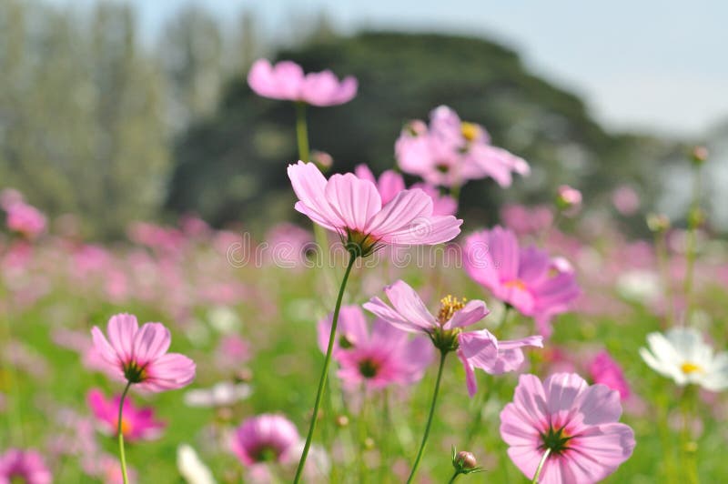 Beautiful and Amazing of Cosmos Flower Field Landscape in Sunset. Stock ...