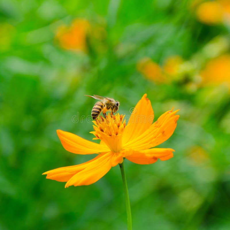 Bee Looking Directly at Camera while Standing on Lance-leaved Coreopsis ...