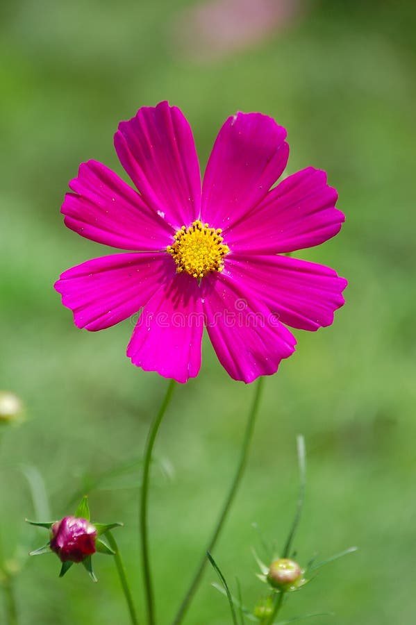 Garden Cosmos or Cosmos Bipinnatus or Mexican Aster Dark Red Flower ...