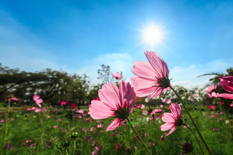 Cosmos flower field stock image. Image of garden, cosmos - 184174829