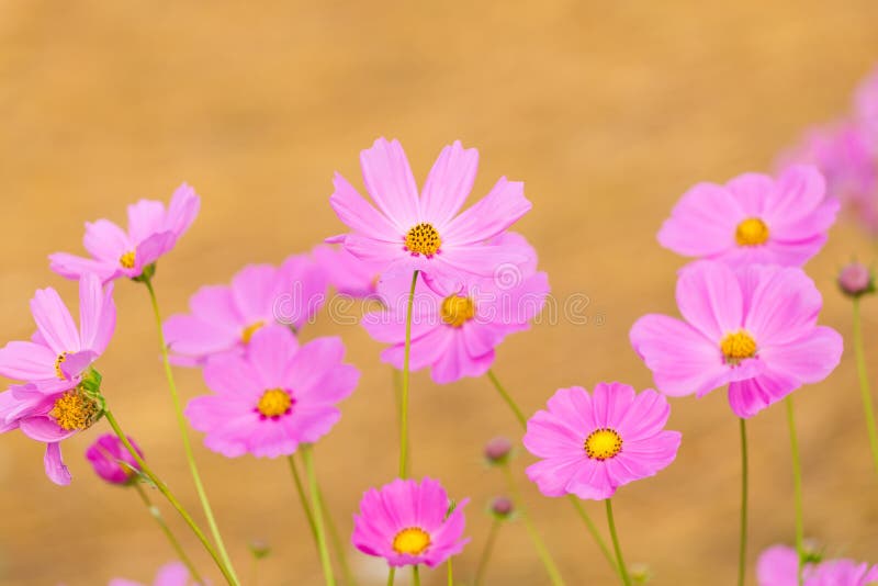 Colorfull of Cosmos Flower Field Stock Image - Image of autumn, bright ...