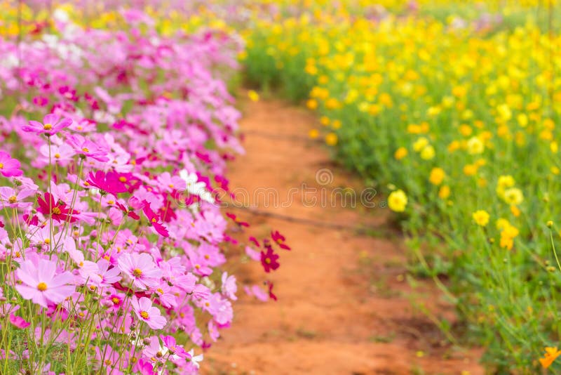 Colorfull of Cosmos Flower Field Stock Photo - Image of landscape ...