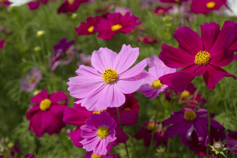 Cosmos Flower Field in the Field. Background Stock Photo - Image of ...