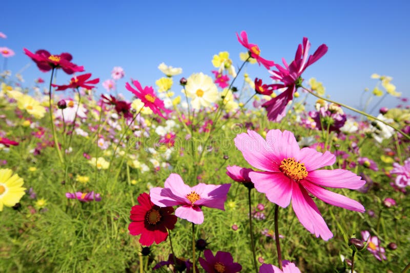 Cosmos flower field stock photo. Image of meadow, flower - 65851260
