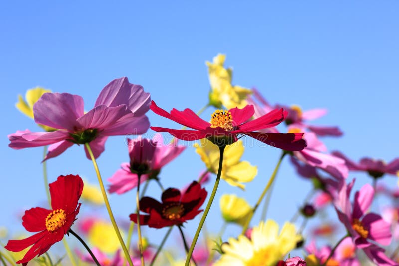 Cosmos flower field stock image. Image of color, garden - 65851309