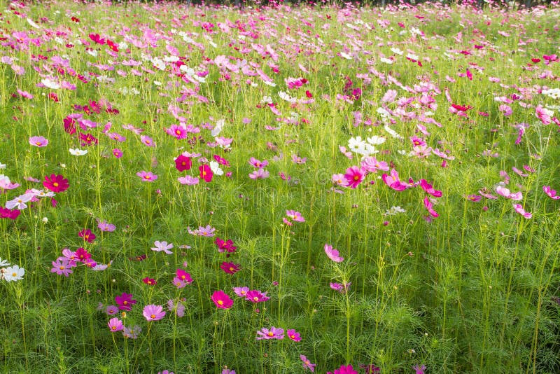 Cosmos flower field stock image. Image of color, autumn - 84576935