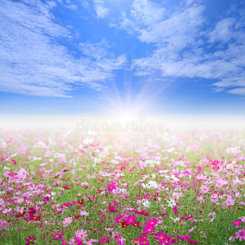 Cosmos Flower Field and Nice Blue Sky Stock Image - Image of clouds ...