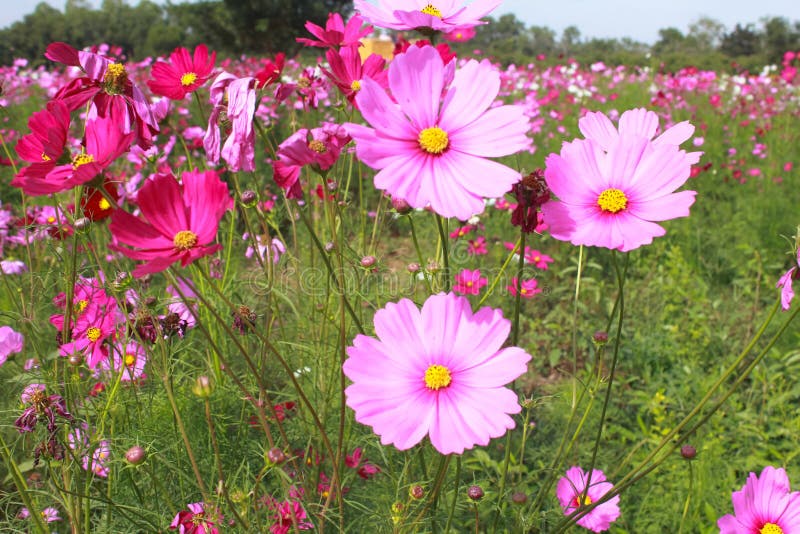 Cosmos flower field stock photo. Image of bouquet, flora - 93988316