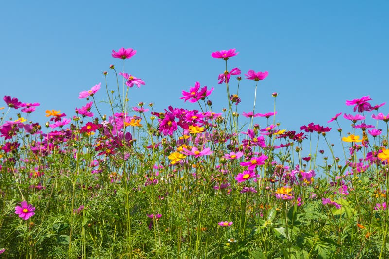 Cosmos Flower Field. Flower Field in Summer . Stock Photo - Image of ...