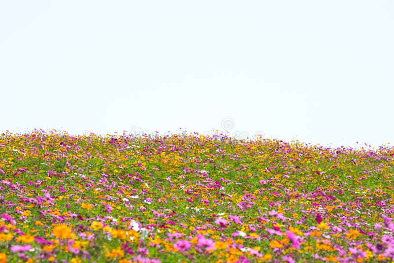 Cosmos Flower Field. Flower Field in Summer . Stock Image - Image of ...