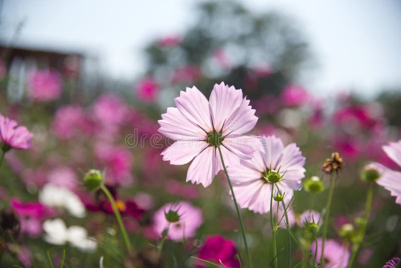 Cosmos flower stock image. Image of green, botany, land - 308322767