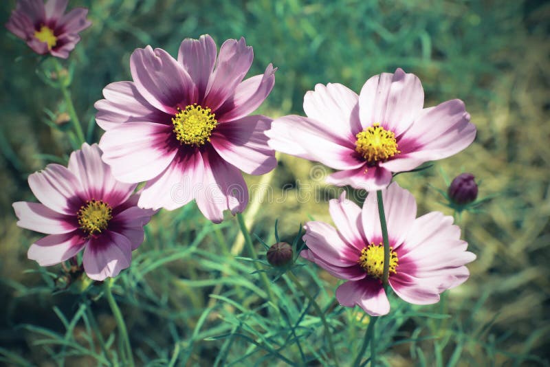 Cosmos Flower in the Garden Stock Photo - Image of landscape, blooming ...