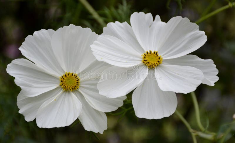 Cosmos flower stock image. Image of garden, environment - 46178605