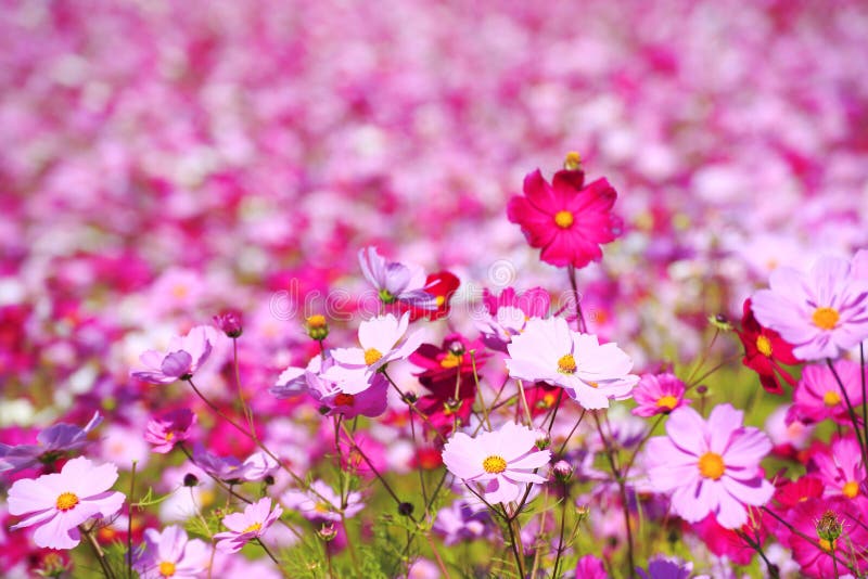 Cosmos flower in Japan stock image. Image of background - 65851553