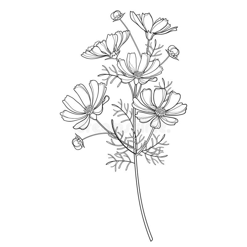 Stem with Outline Cosmos or Cosmea Bunch with Leaf and Bud in Black ...