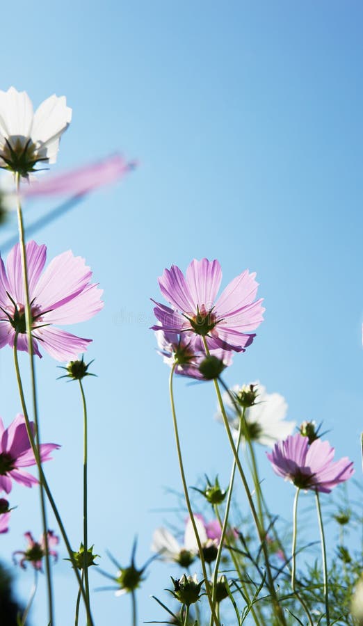 Cosmos Flower in Low Angle Shot Stock Photo - Image of blooming, nature ...
