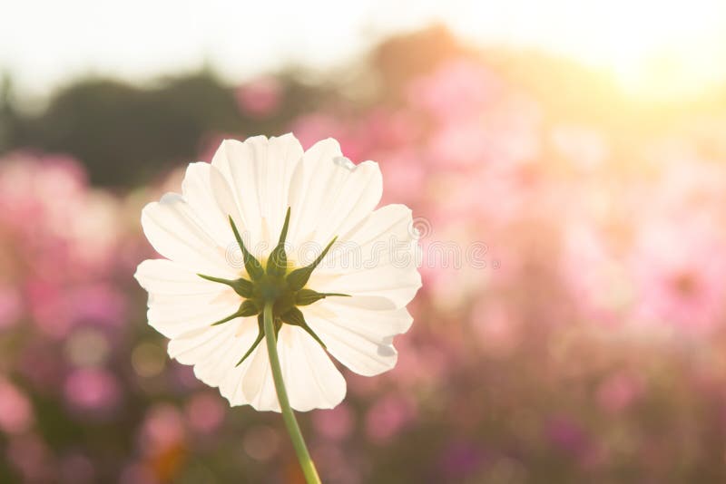Cosmos Flower in Morning Time (Sunrise) Stock Photo - Image of spring ...