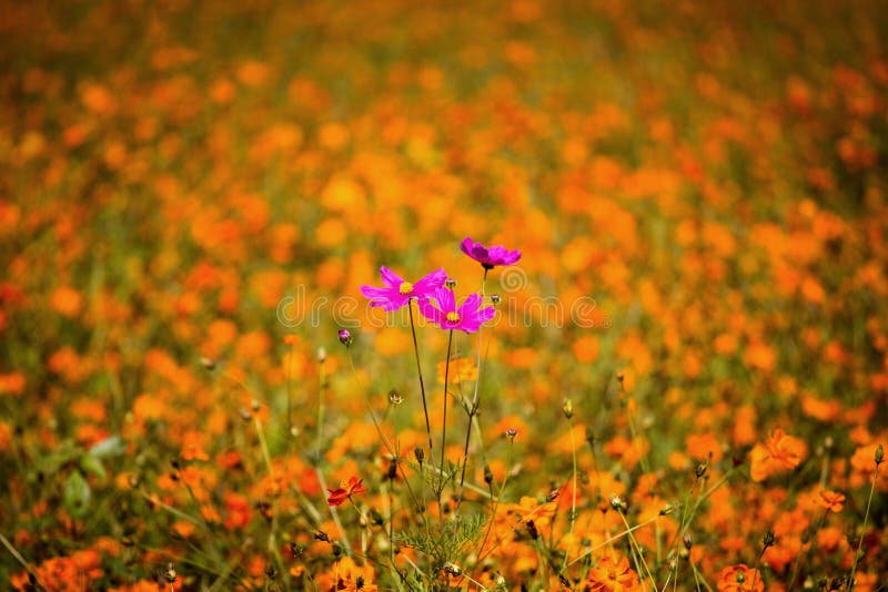 Cosmos Flower among Orange Coreopsis Stock Photo - Image of green ...