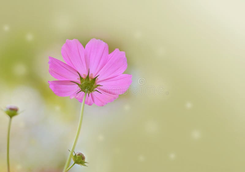 Cosmos flower stock image. Image of botanical, natural - 50466009