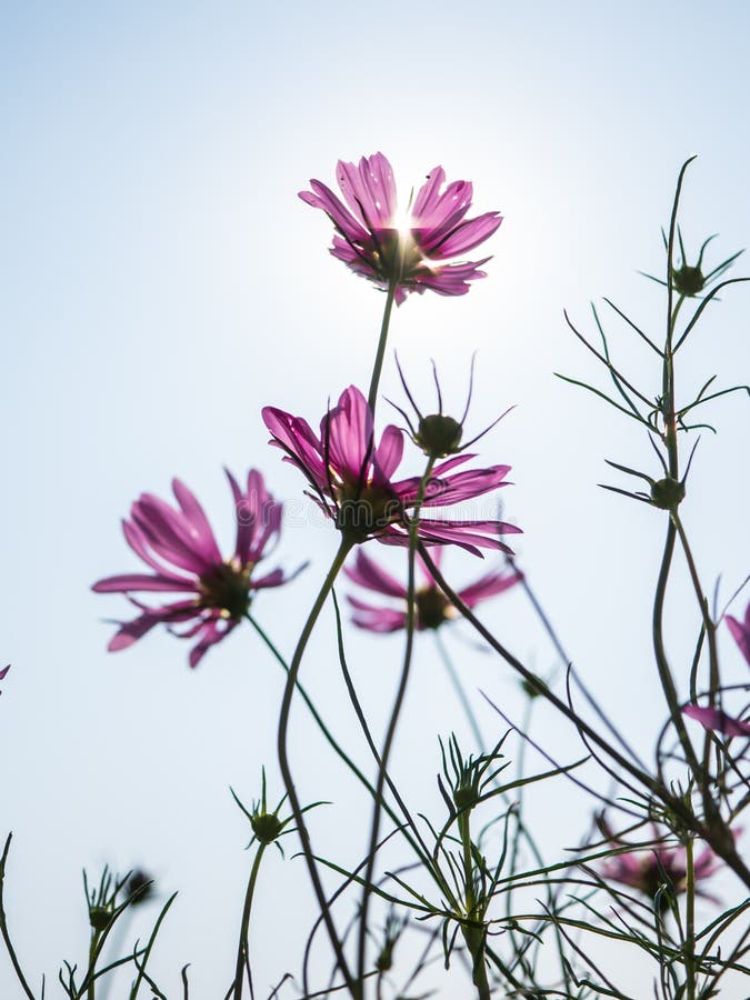 Cosmos flower with sun ray stock image. Image of background - 147166623