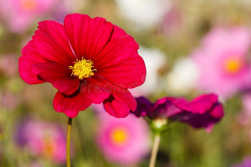 Cosmos flower stock photo. Image of flower, flowers, bloom - 38947274