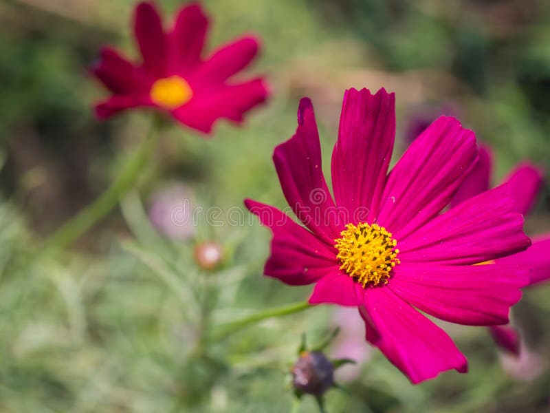 Red Cosmos flower close up stock photo. Image of rural - 146900320