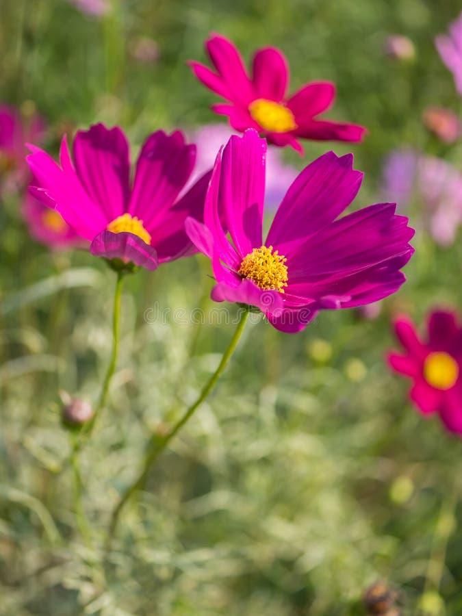 Natural Cosmos Flower Close Up Stock Image - Image of daisy, natural ...
