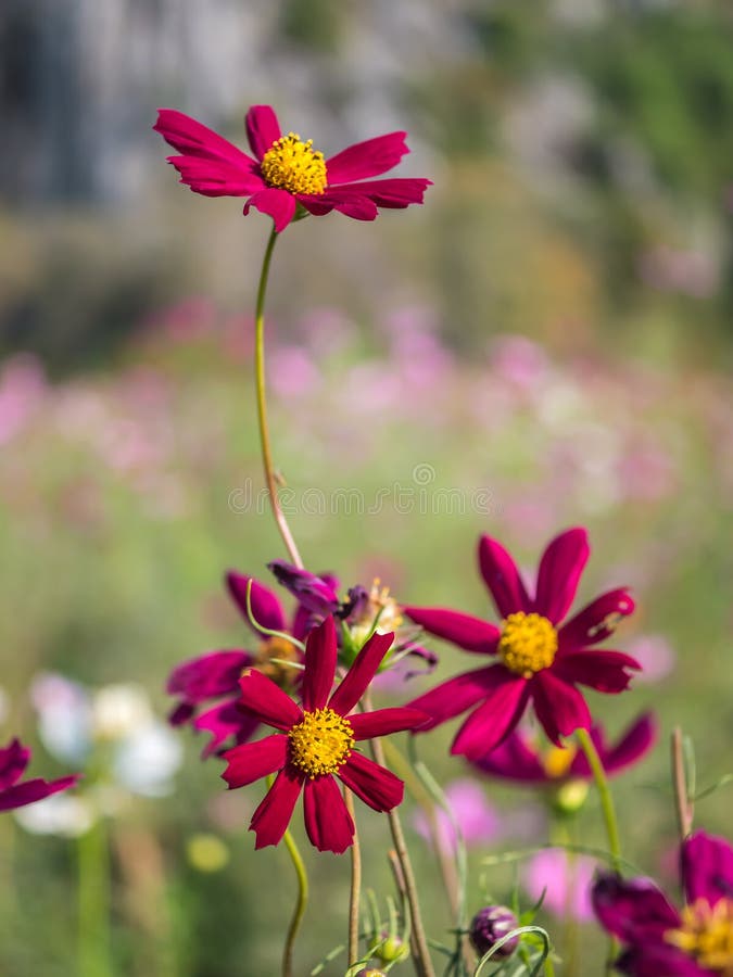 Red Cosmos Flower in Natural Garden Stock Image - Image of leaf, plant ...