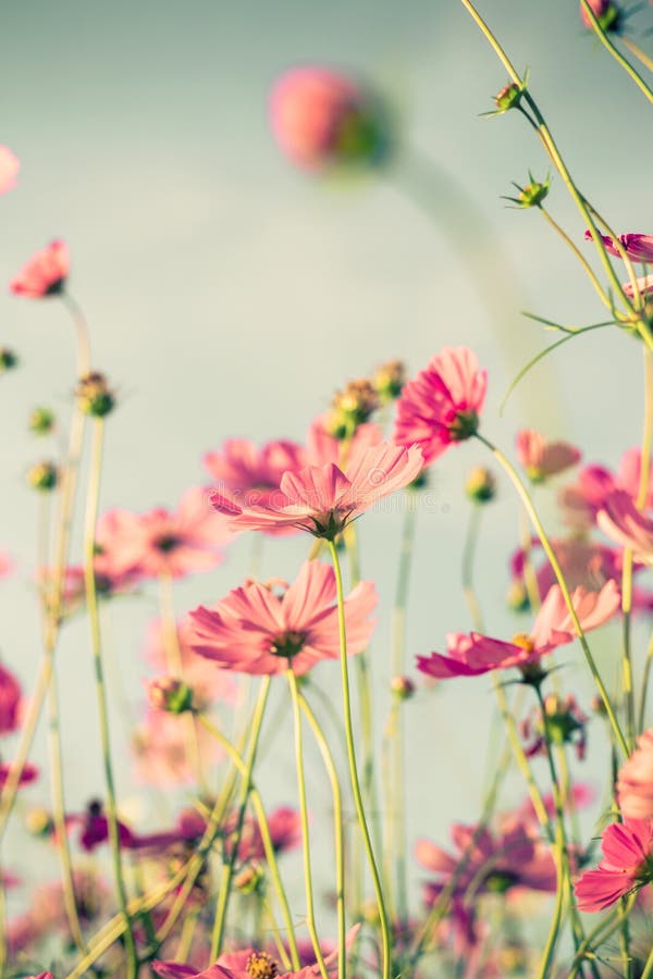 Cosmos Flower and Soft Light with Vintage Toned Effect Stock Image ...