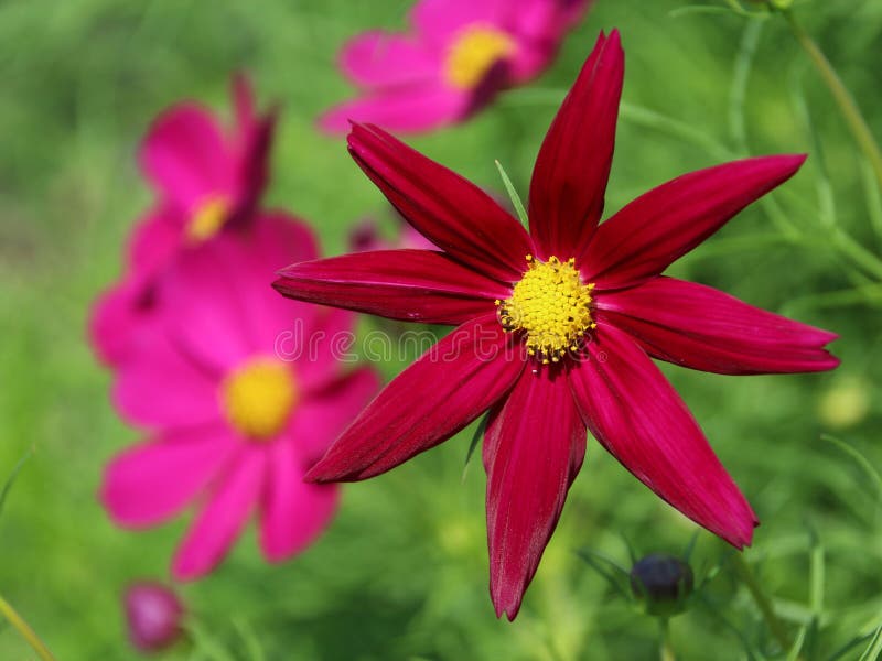 Cosmos Flower stock image. Image of shape, pink, beautiful - 35970553