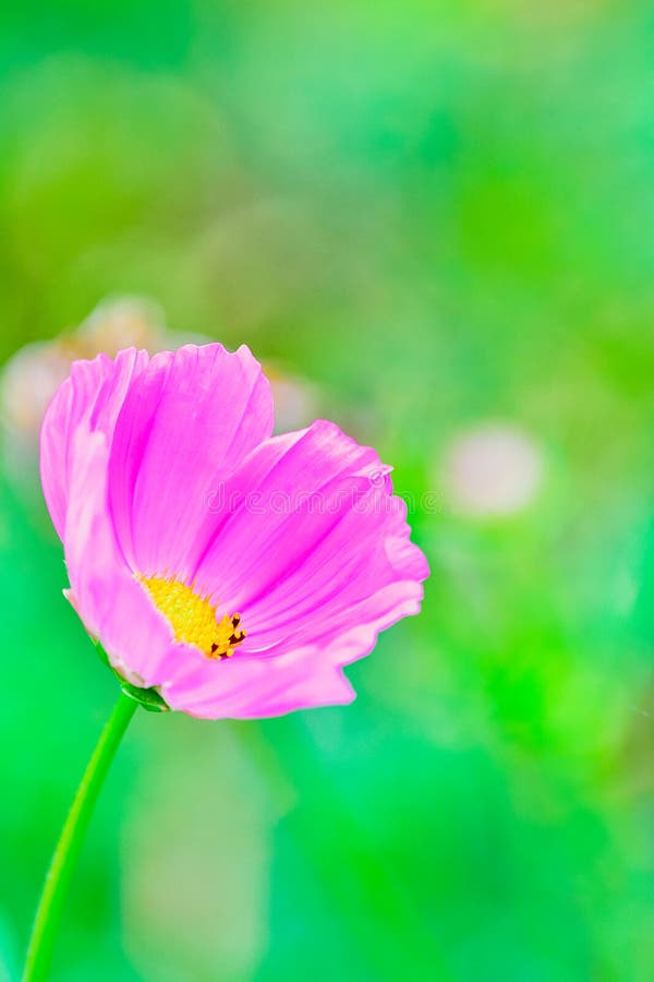 Cosmos Flower in Summer Breeze Stock Photo - Image of green, nature ...