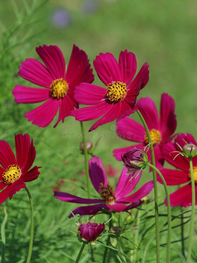 Garden Cosmos or Cosmos Bipinnatus or Mexican Aster Dark Red Flower ...