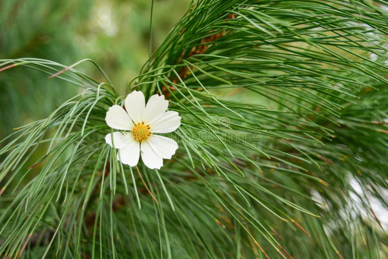 Cosmos flower stock image. Image of lost, background - 64260411