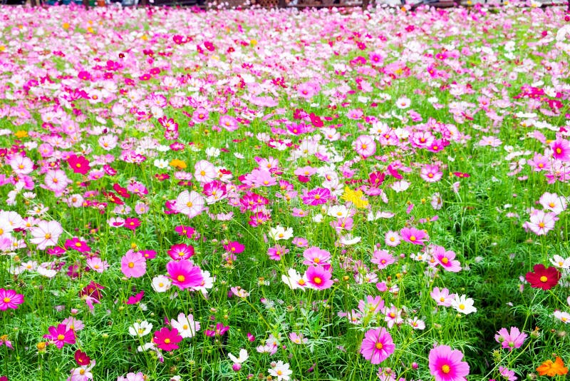 Cosmos Flower White Pink Color Stock Image - Image of autumn, colorful ...