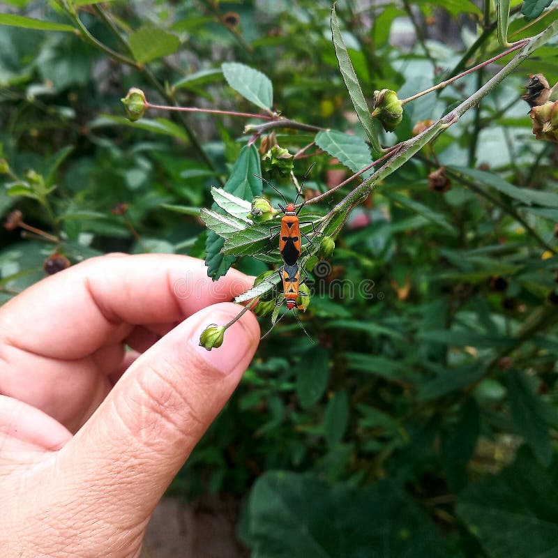 Lady bug mating stock photo. Image of mating, lady, green - 335200484