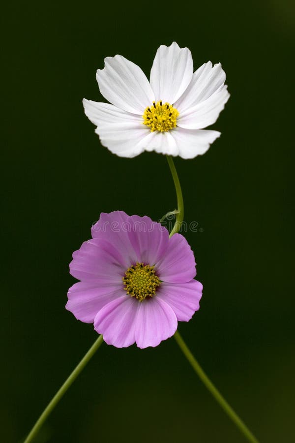 A coreopsis flower stock image. Image of blossoming, arrangement - 35289111
