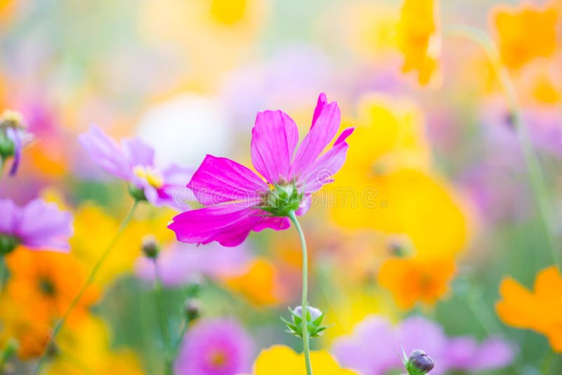 Cosmos Flowers in an Autumn Garden Stock Photo - Image of mixed ...