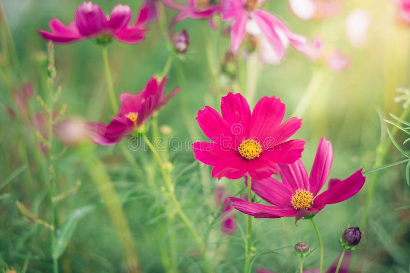 Cosmos Flowers are Blooming in a Beautiful Garden Stock Image - Image ...