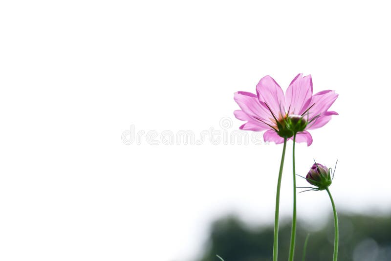 Cosmos Flowers and Bottom View Stock Photo - Image of outdoor, bloom ...