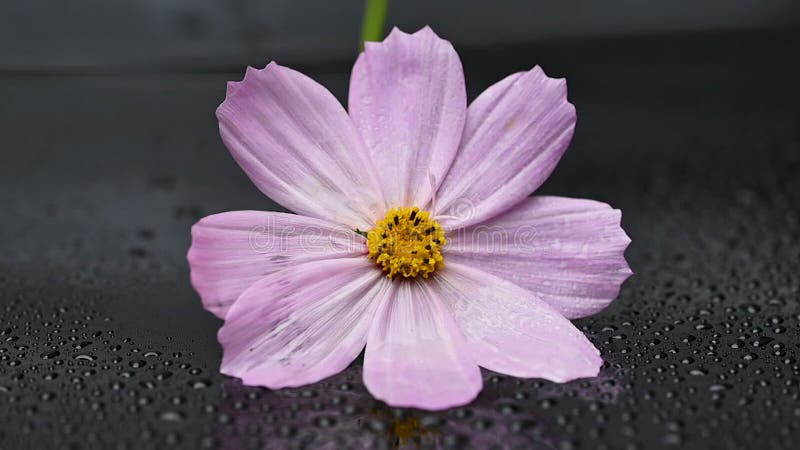 Cosmos flowers stock footage. Video of black, beauty - 337988206