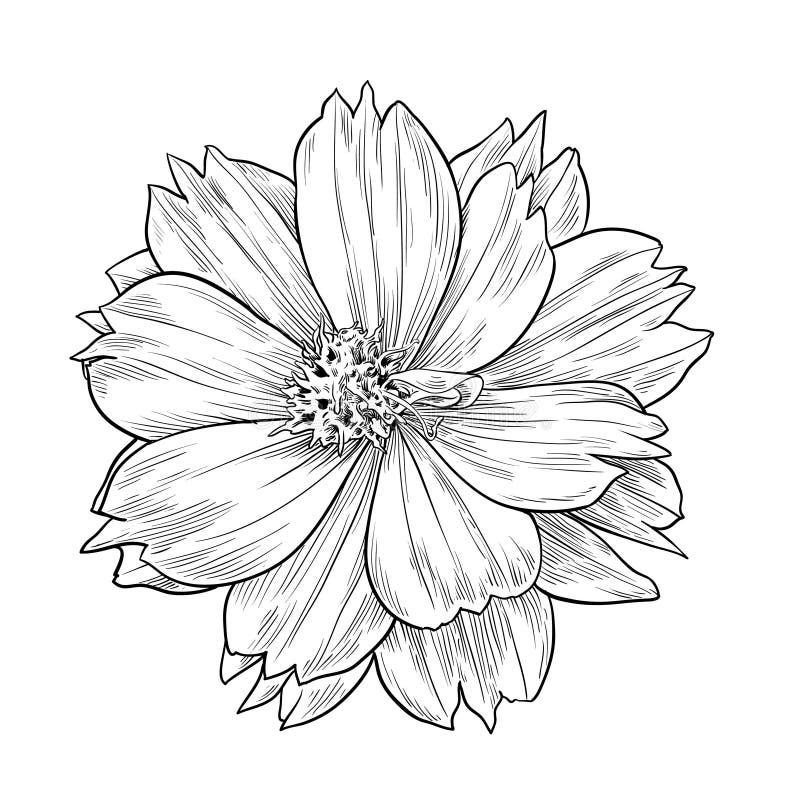 Cosmos Flowers Drawing and Sketch Stock Vector - Illustration of ...