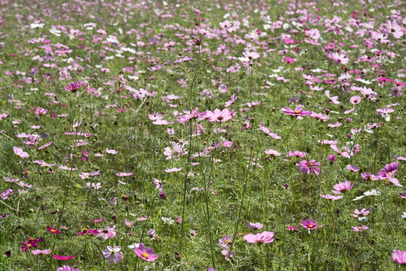 Field of Broad-Leaf Parakeelya Flowers in the Australian Desert Stock ...