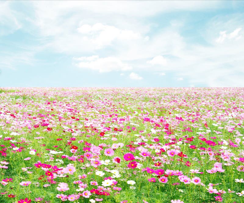 Cosmos Flowers Fields with Sky Stock Image - Image of macro, blooming ...