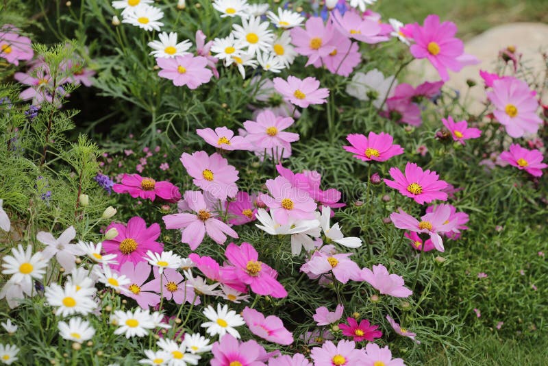 A Cosmos Flowers in Full Bloom at the Park Stock Photo - Image of ...